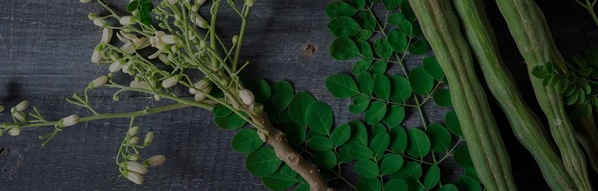 Moringa - Savanil